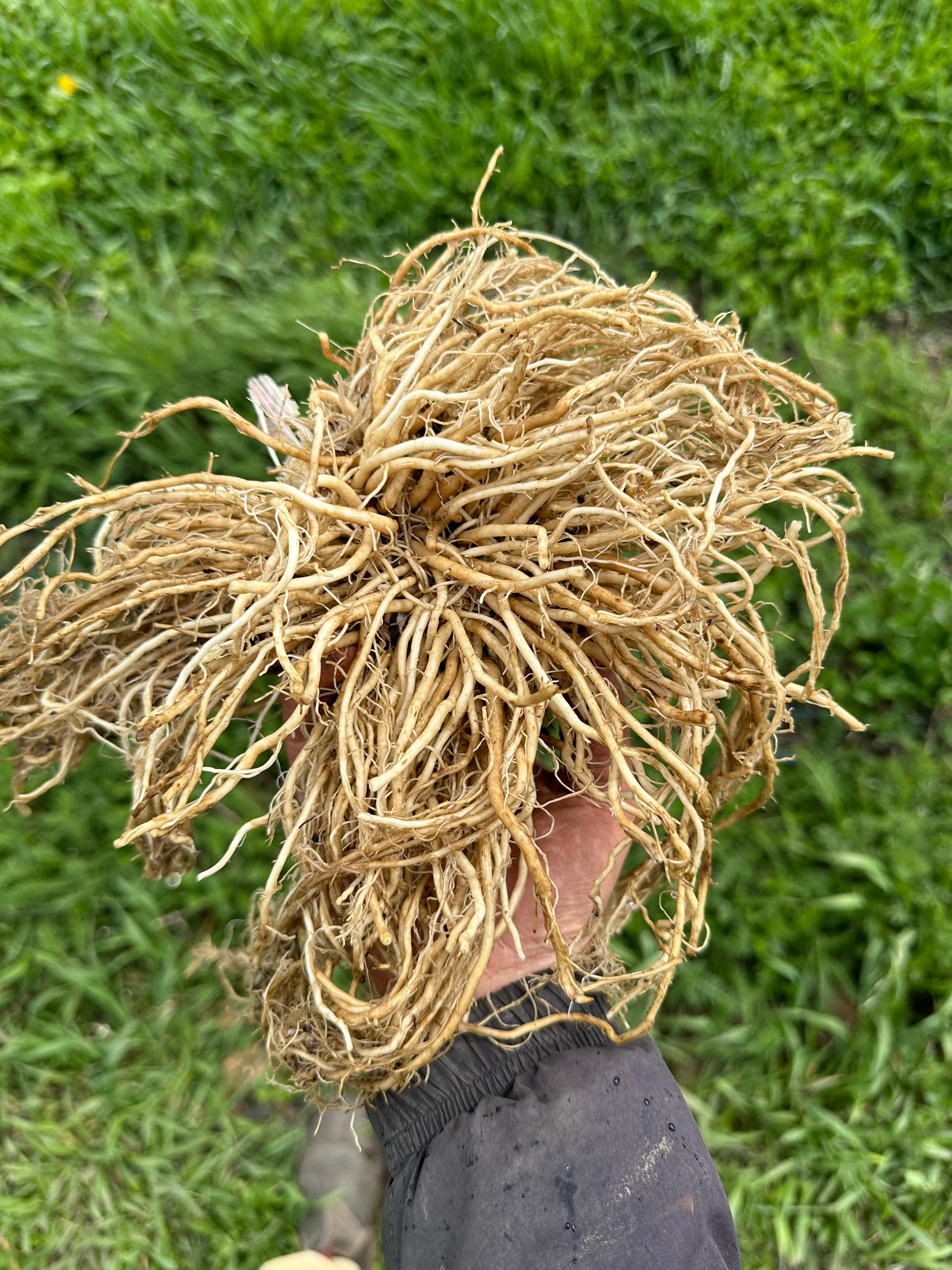 Fresh Valerian Root – Rhubarb Botanicals